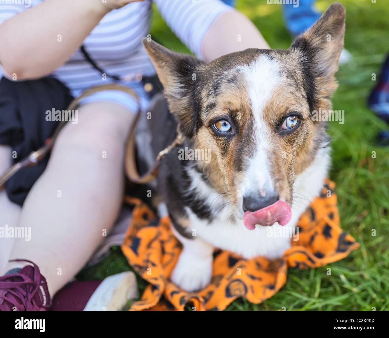 London, UK. 26th May, 2024. Cardigan corgie Echo is 6 and excited to be ...