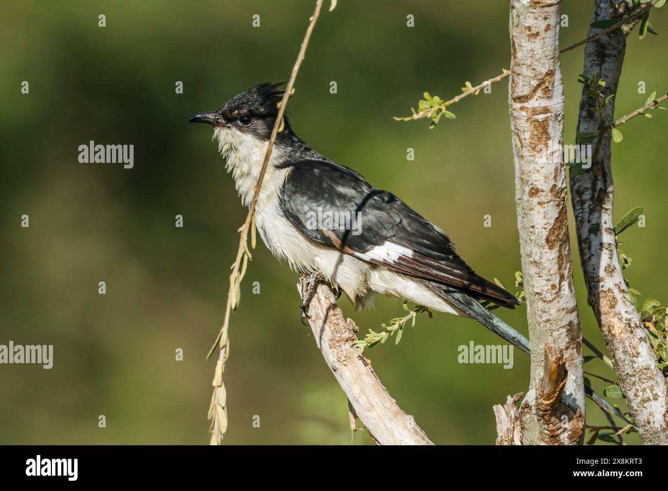 Pied Cuckoo standing on a branch isolated in natural background in ...