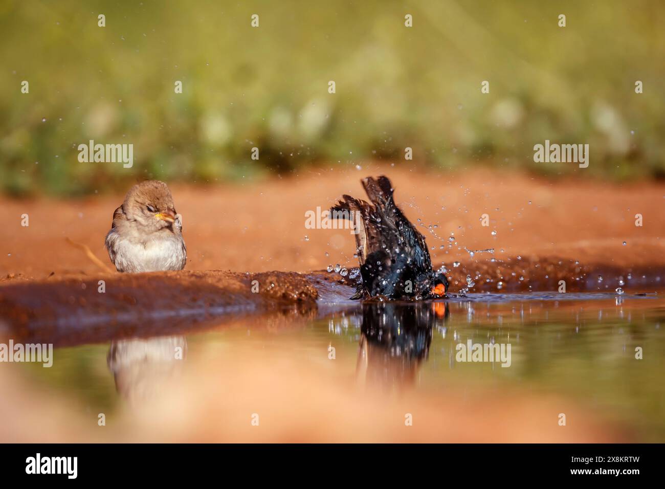 Village Indigobird bathing in waterhole with reflection in Kruger ...