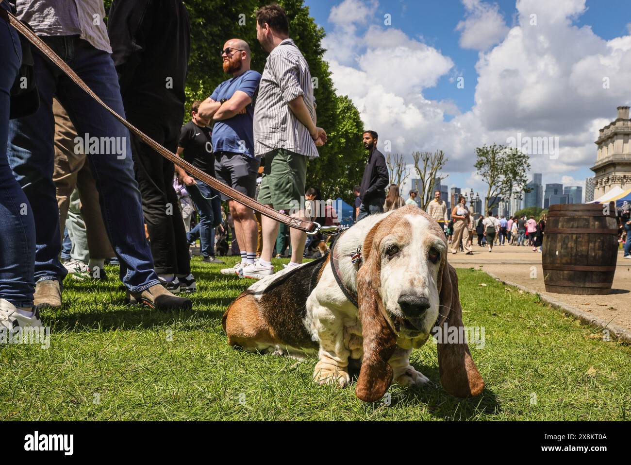 London, UK. 26th May, 2024. George, a 14 yr old basset hound, takes a ...