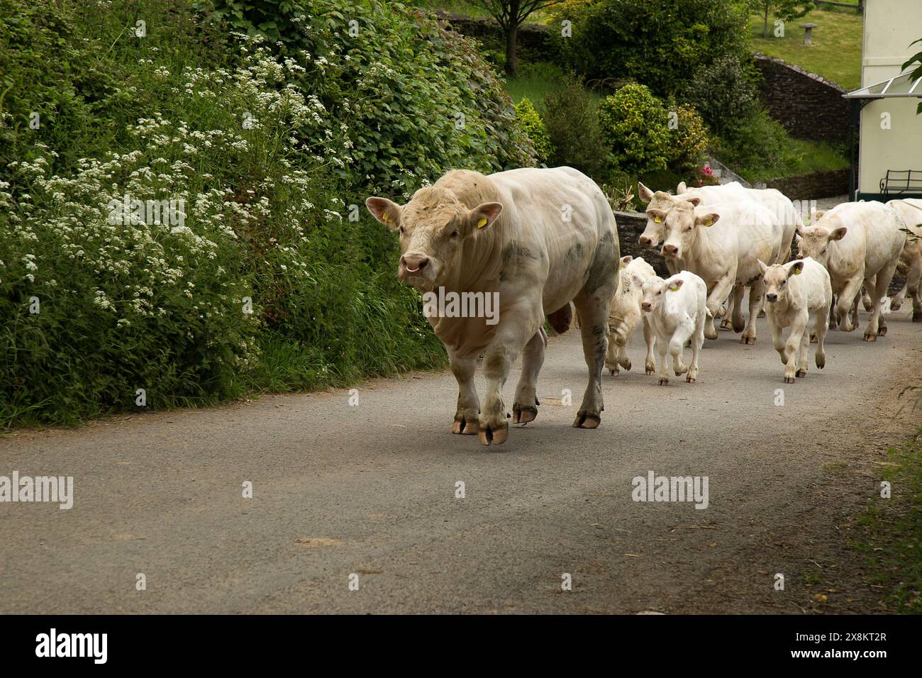 Charolais cows calfs bull Stock Photo - Alamy