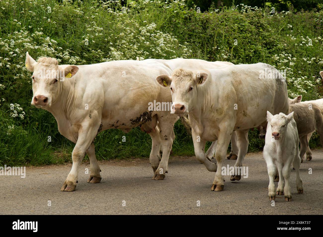 Charolais cows calfs bull Stock Photo - Alamy