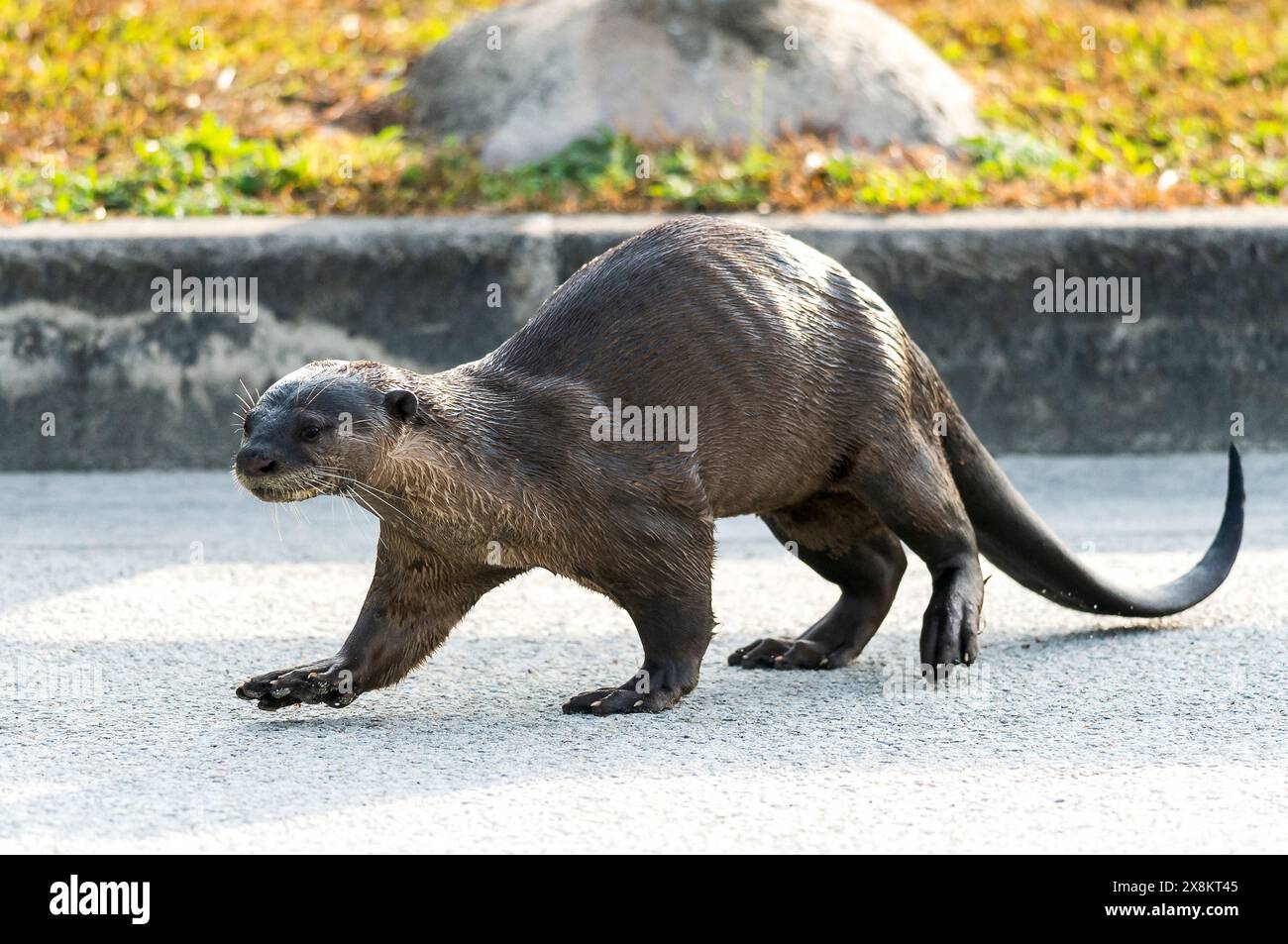 Lonely swimmer hi-res stock photography and images - Alamy