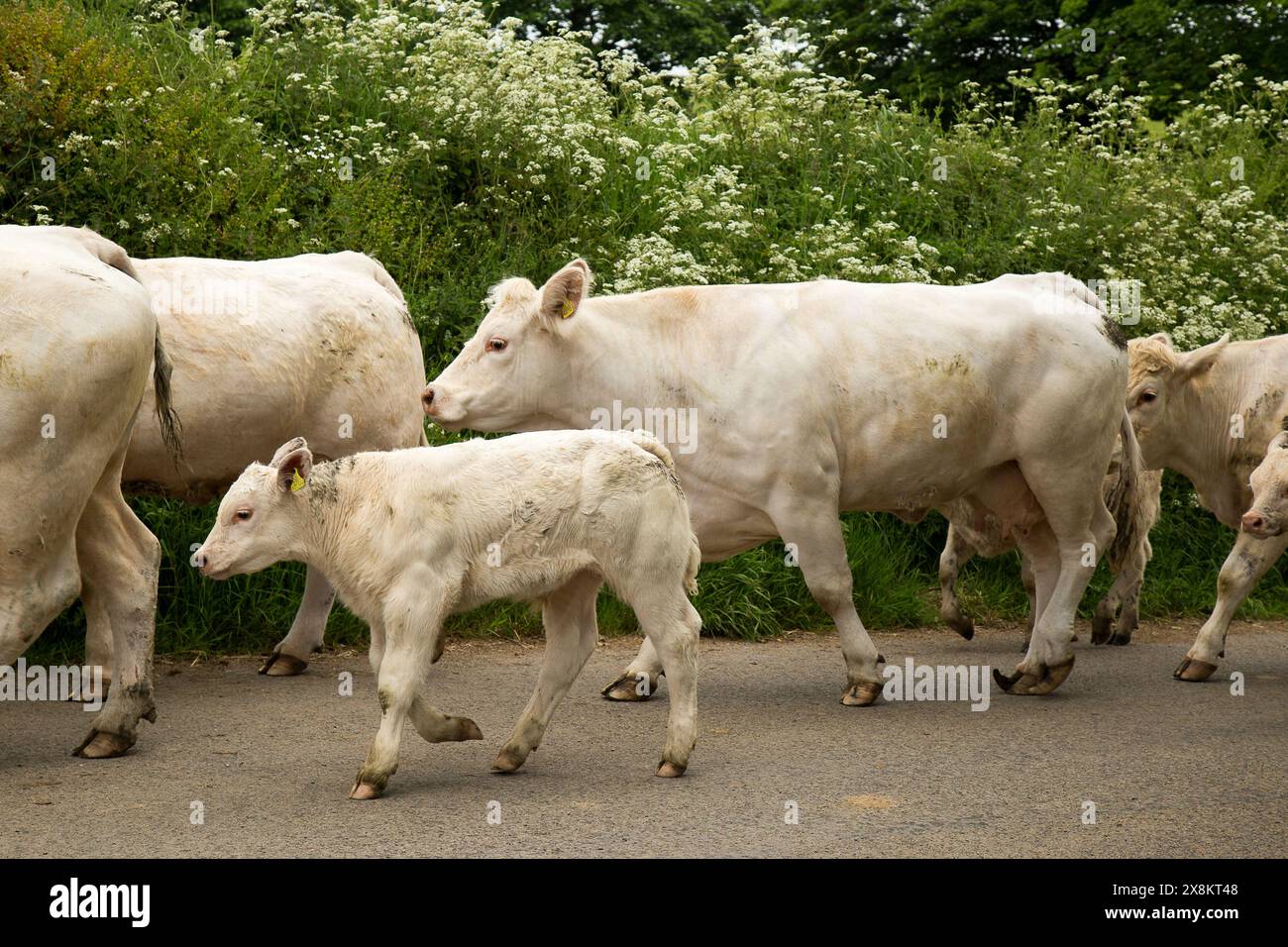 Charolais cows calfs bull Stock Photo - Alamy
