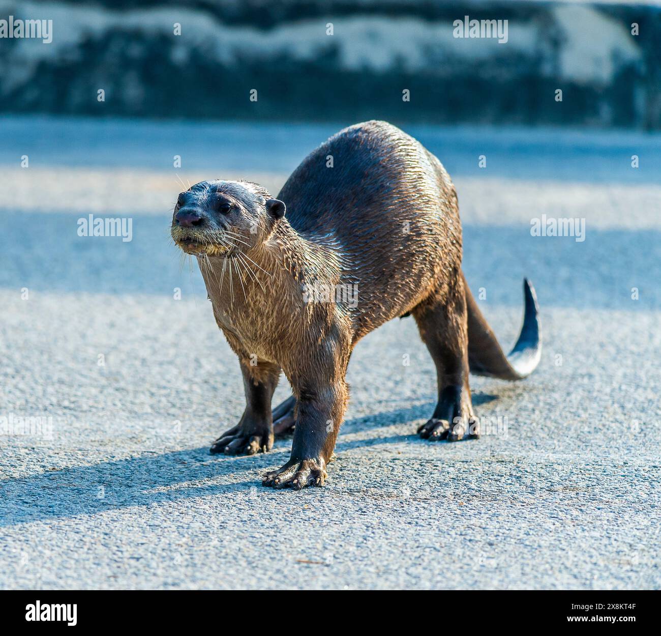 Lonely soul hi-res stock photography and images - Alamy