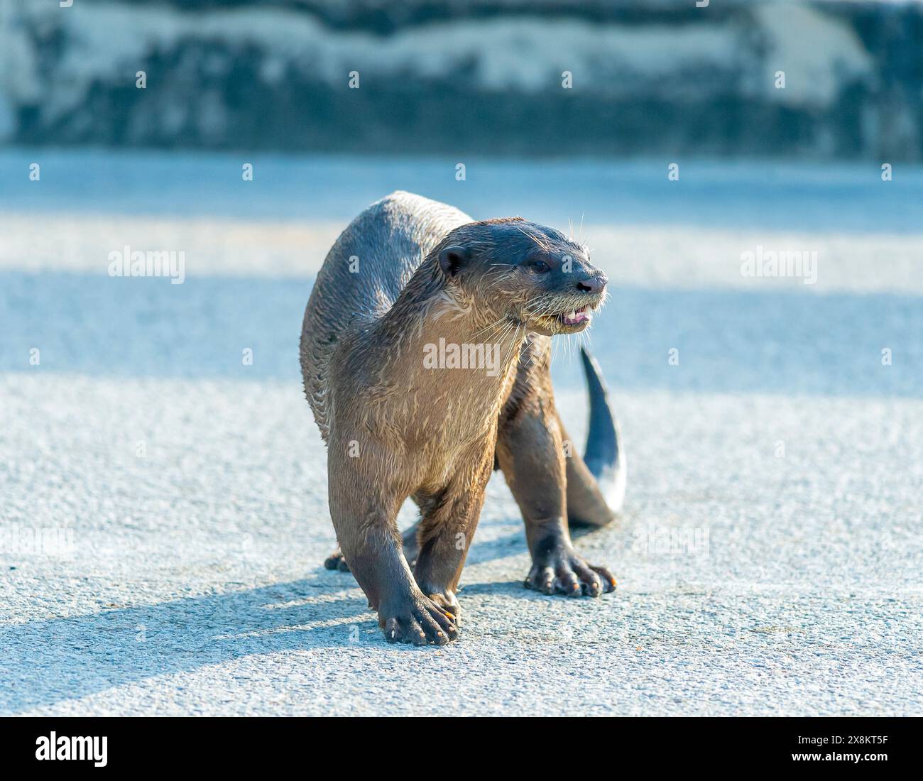 Lonely soul hi-res stock photography and images - Alamy