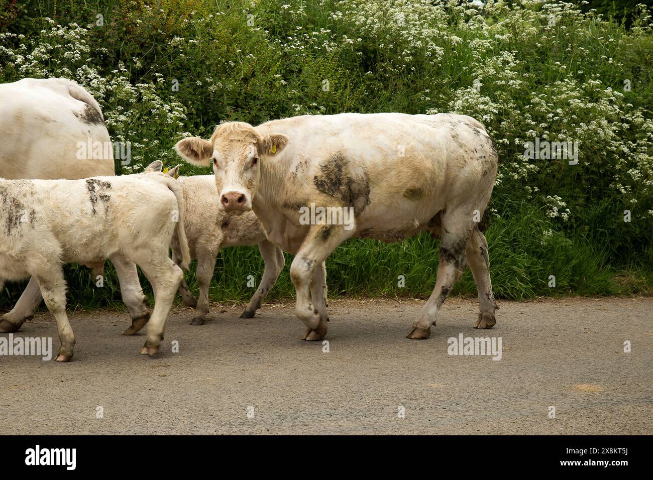 Charolais cows calfs bull Stock Photo - Alamy