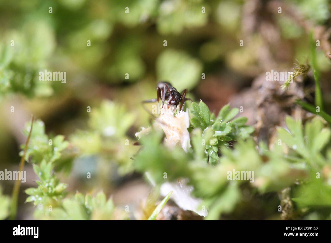 ant in garden carrying a ladybug Stock Photo - Alamy