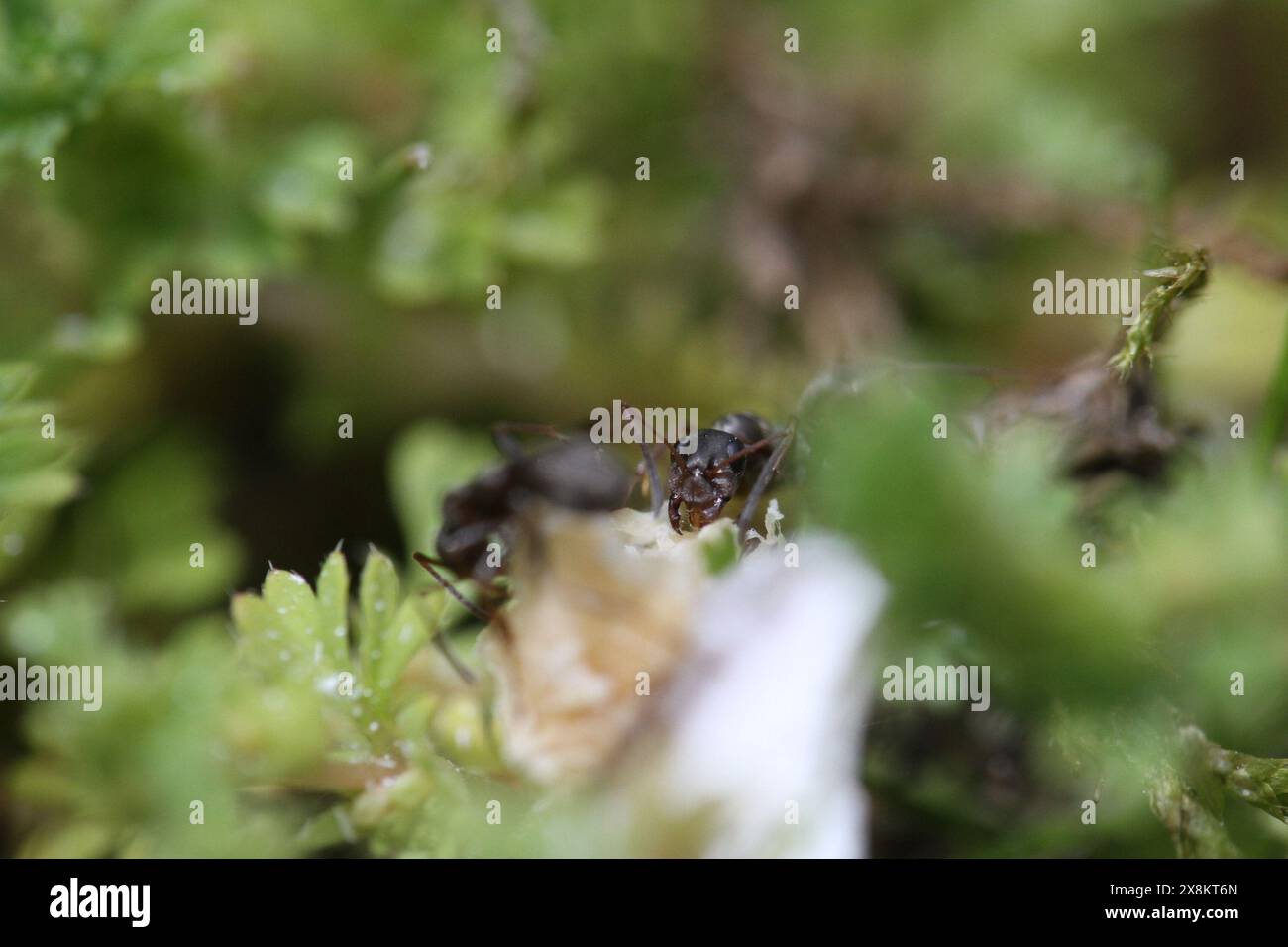 ant in garden carrying a ladybug Stock Photo - Alamy