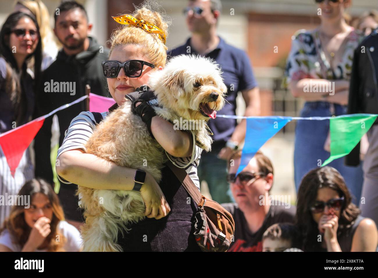 London, UK. 26th May, 2024. Benji, a 1.5yr old Spitz-Poodle, has fun ...