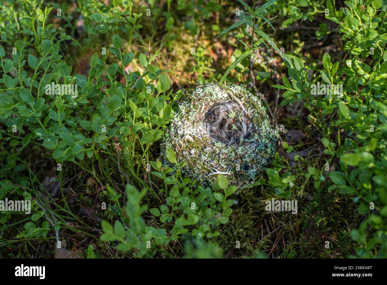 Fallen folliage hi-res stock photography and images - Alamy