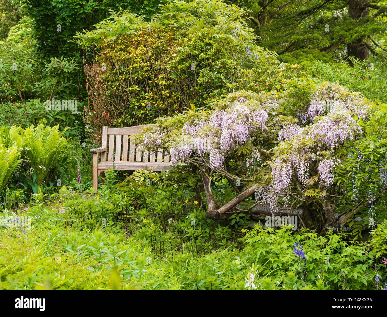 Garden bench and Wisteri 'Honbeni' on the Wisteria bridge at The Garden ...