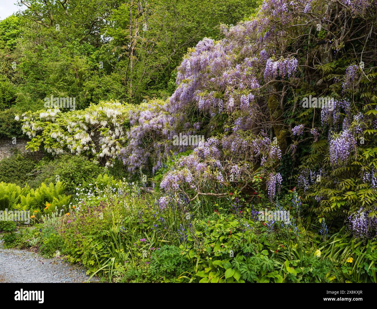 Blue and white Wisteria in the walled garden at The Garden House ...