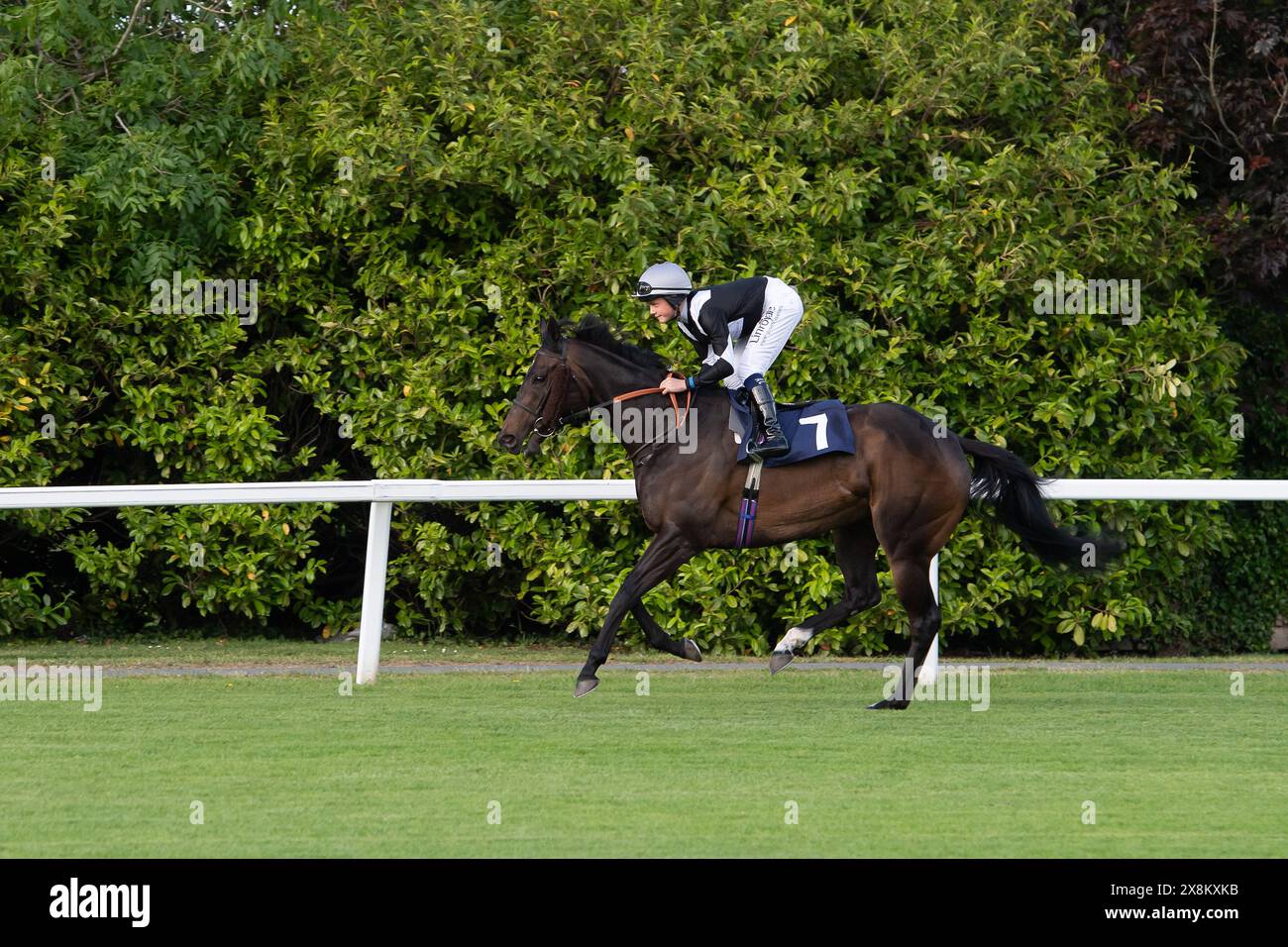 Jumbeau horse hi-res stock photography and images - Alamy