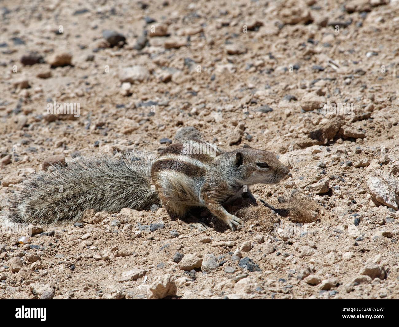 Squirrel digging soil hi-res stock photography and images - Alamy