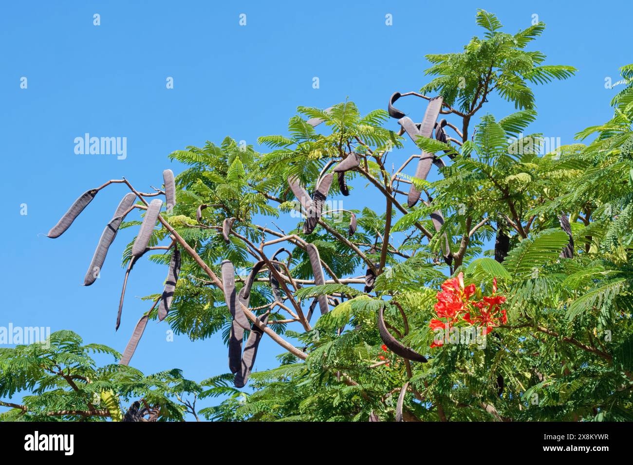 Flame tree / Royal Poinciana / Flamboyant tree (Delonix regia) native ...