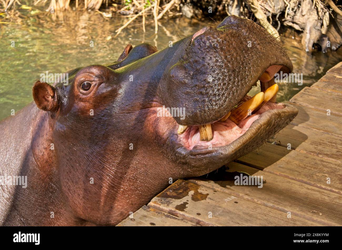 Close up of Jessica the tame hippo showing large teeth Stock Photo - Alamy