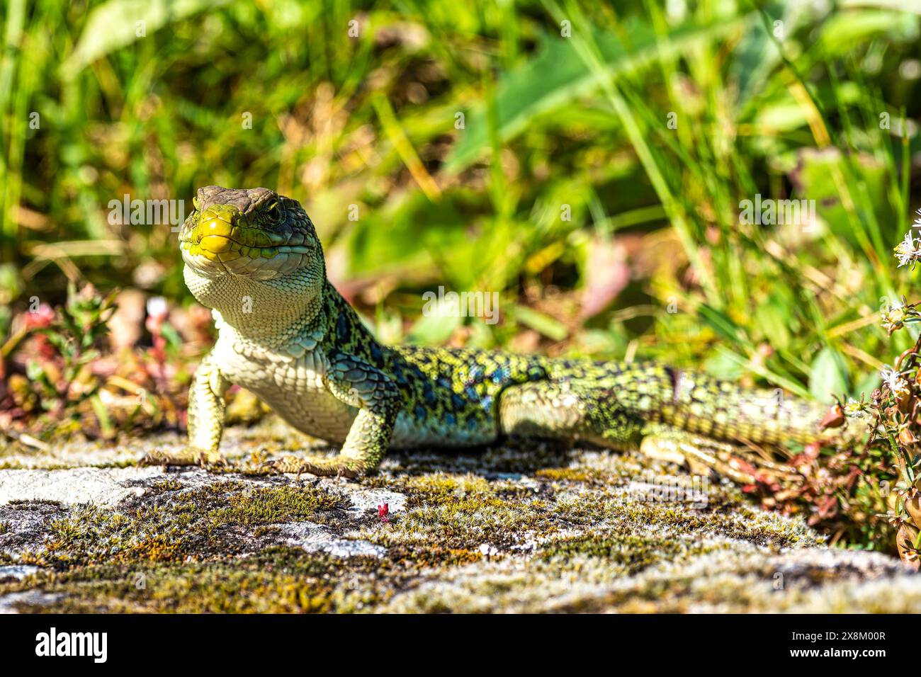 An Iberian emerald lizard, Lacerta schreiberi at Lindoso, Peneda Geres ...