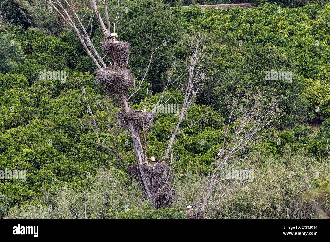 The fascinating White Storks, Ciconia ciconia at Silves in the Algarve ...