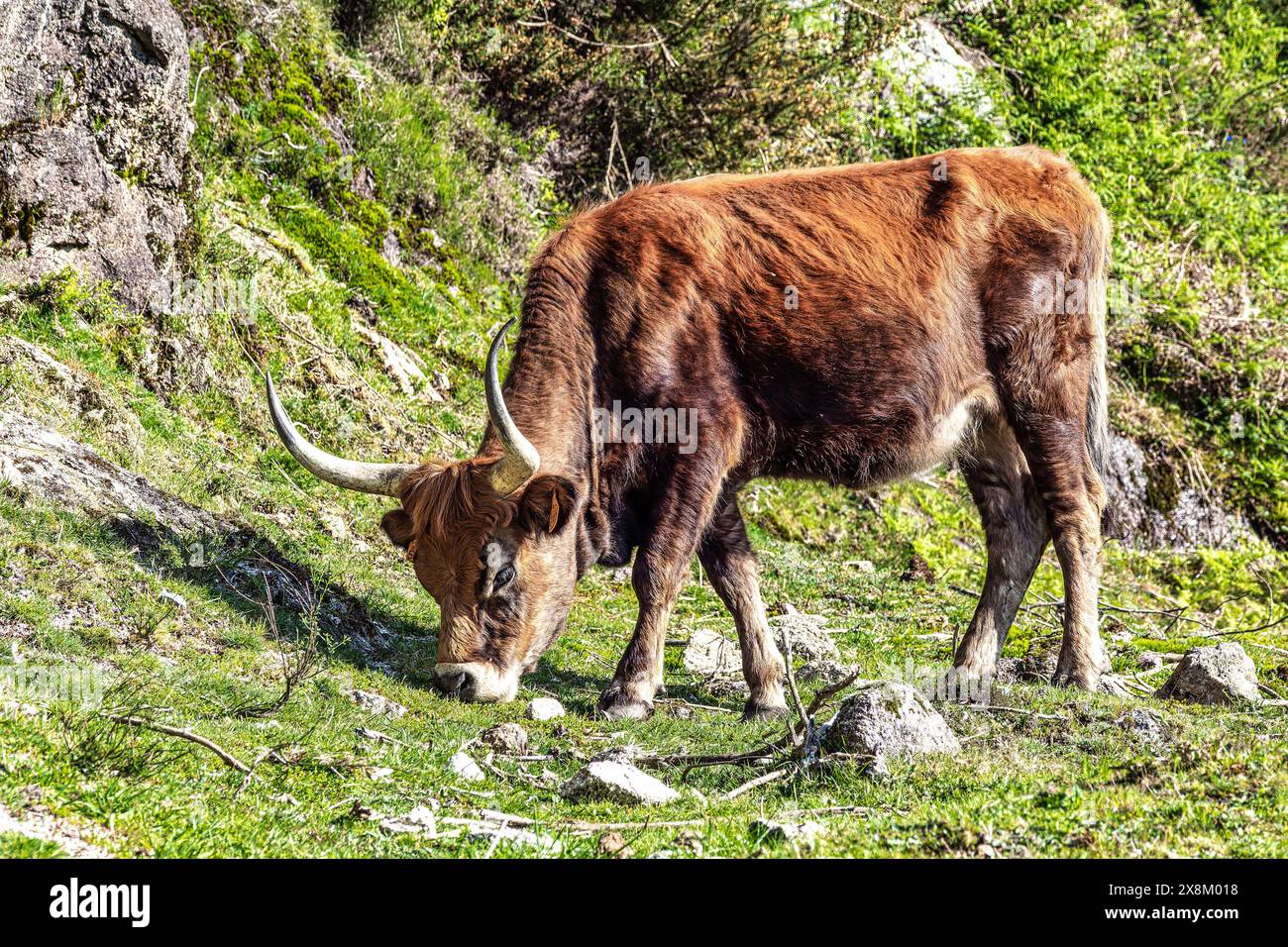 The Cachena cow in Nationalpark Peneda-Geres in North Portugal. It is a ...