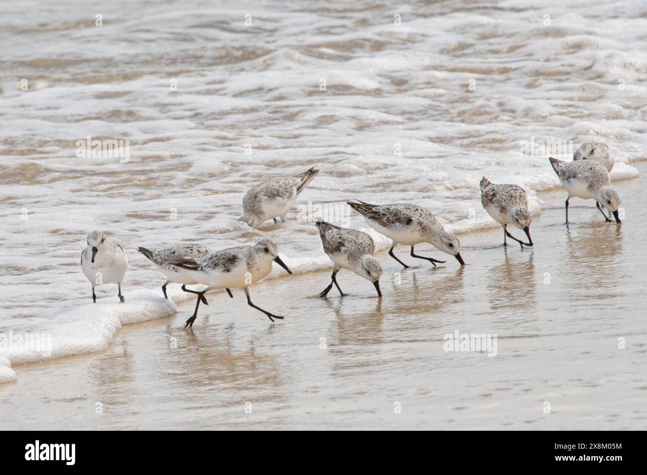 Sanderling (Calidris alba) migratory group running up a beach to forage ...