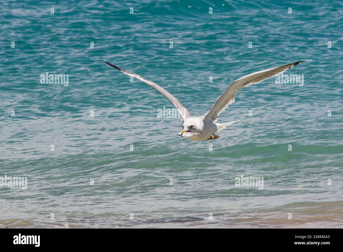 Yellow-legged gull (Larus michahellis) flying with a Pompano ...