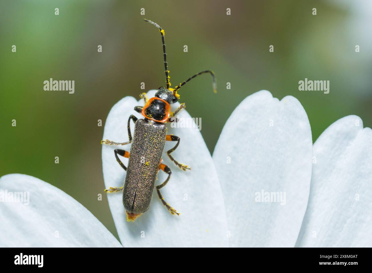 Grey sailor beetle hi-res stock photography and images - Alamy