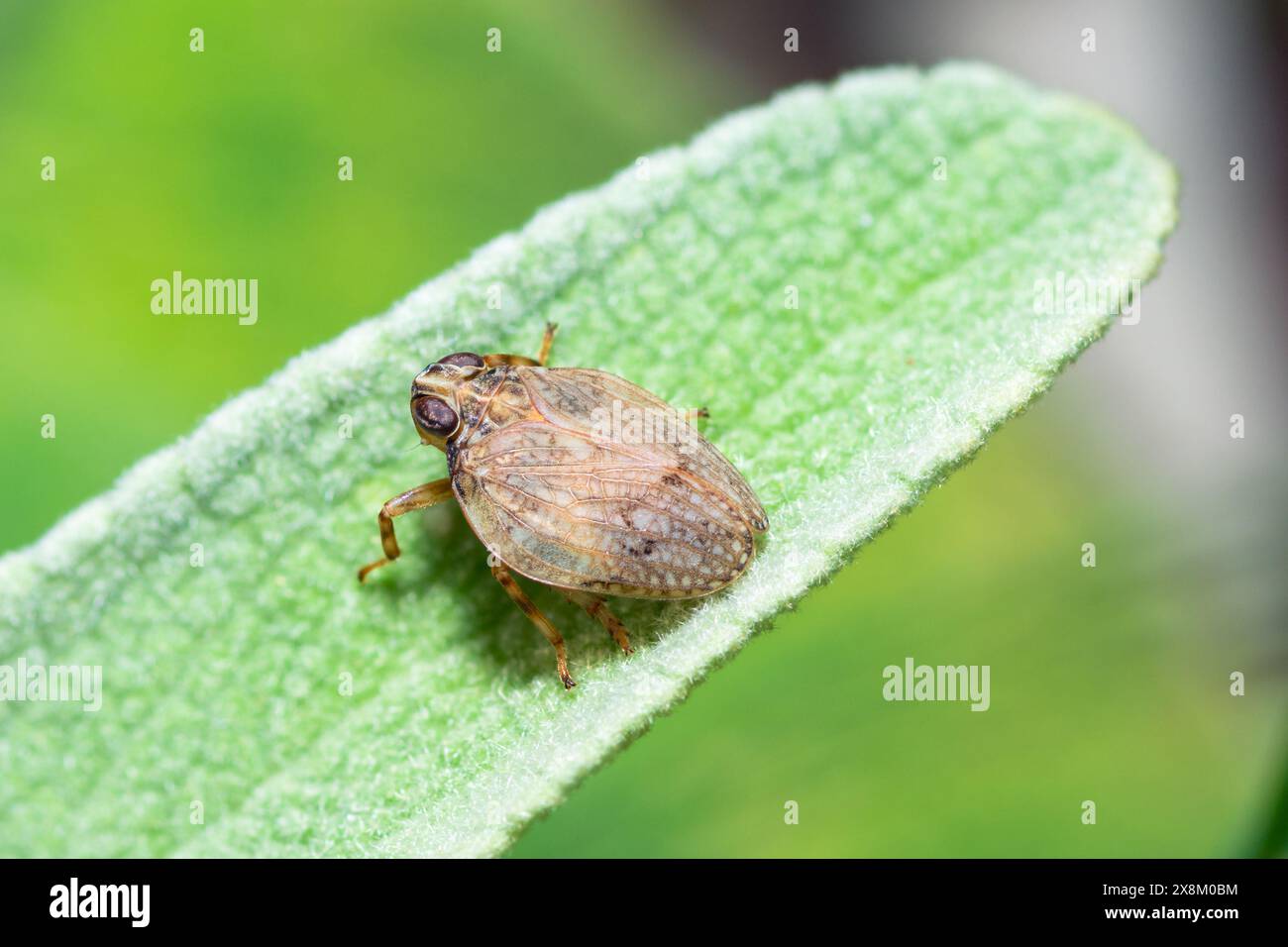Common issid planthopper issus coleoptratus hi-res stock photography ...