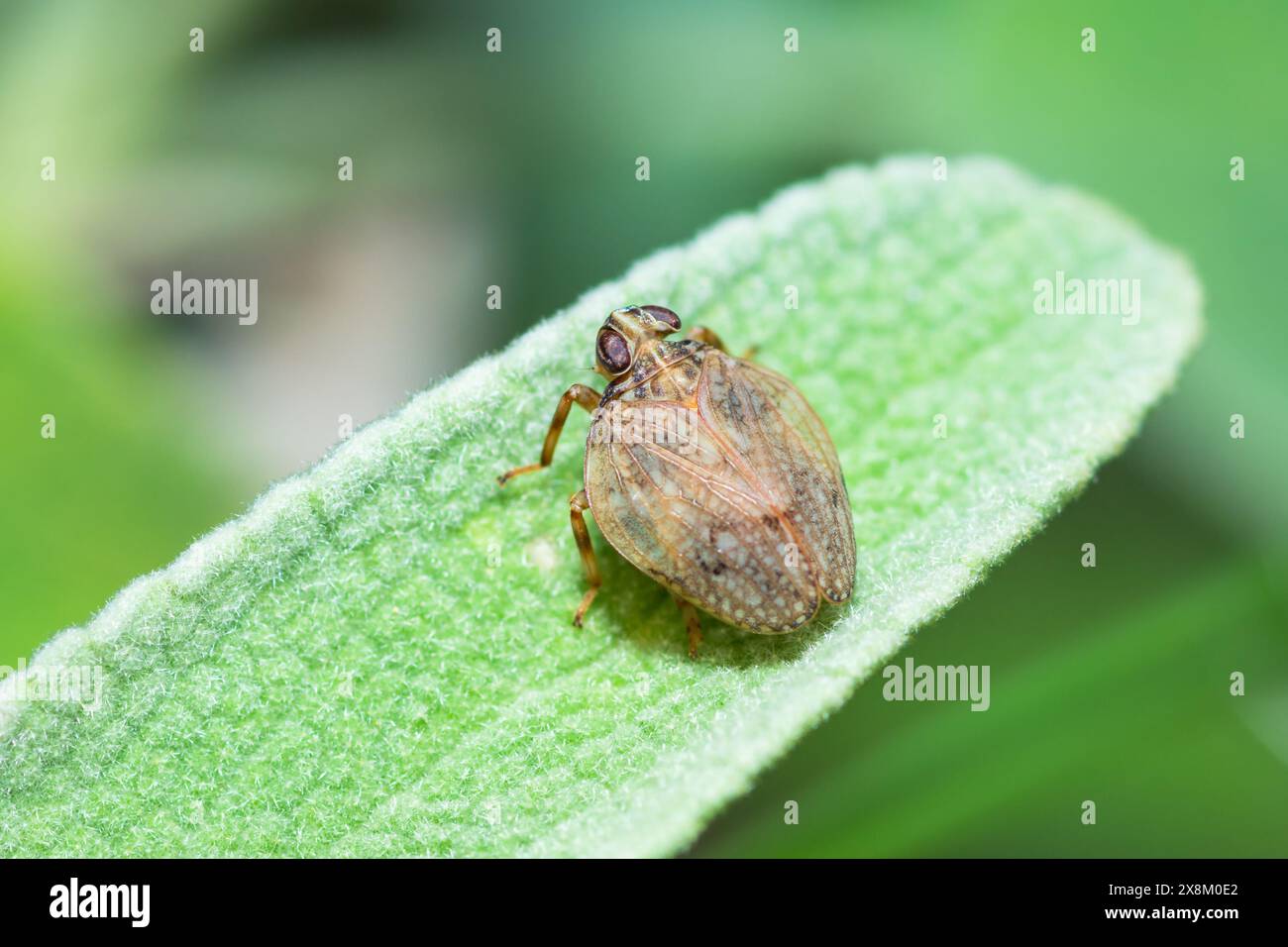 Issid planthopper on a leaf, Issus Coleoptratus Stock Photo - Alamy
