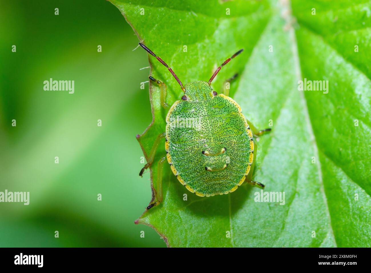 Bug nymph on green hi-res stock photography and images - Alamy