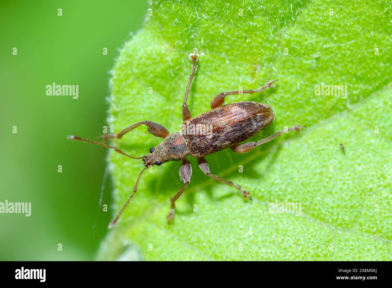 Broad-nosed weevil on a leaf, genus Phyllobius Stock Photo - Alamy