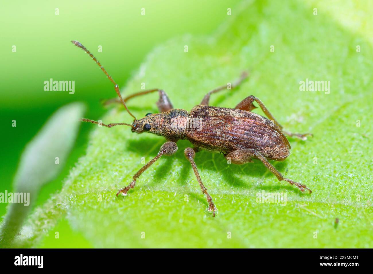 Broad-nosed weevil on a leaf, genus Phyllobius Stock Photo - Alamy
