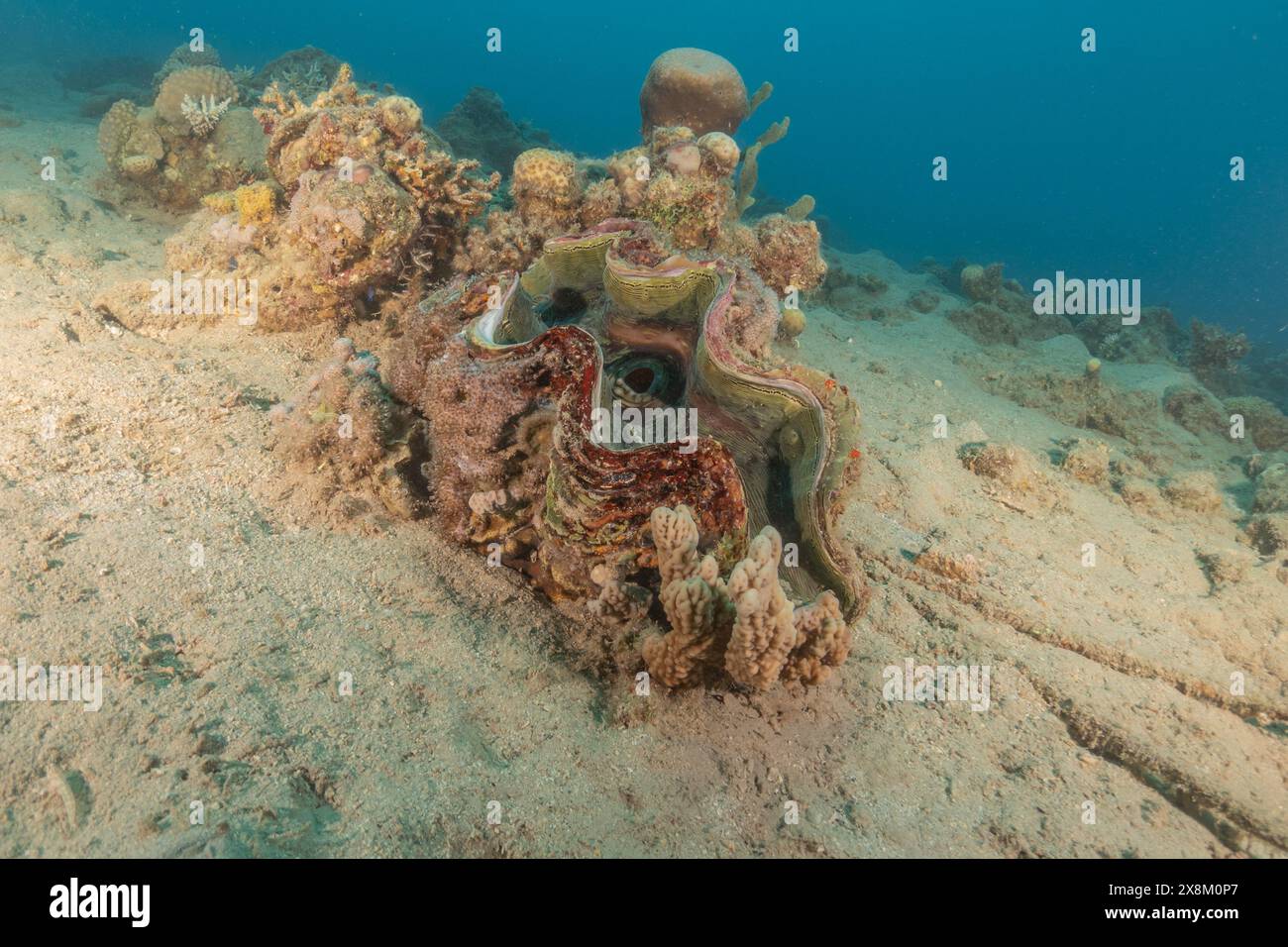 Giant Clam in the Red Sea Colorful and beautiful, Eilat Israel Stock ...
