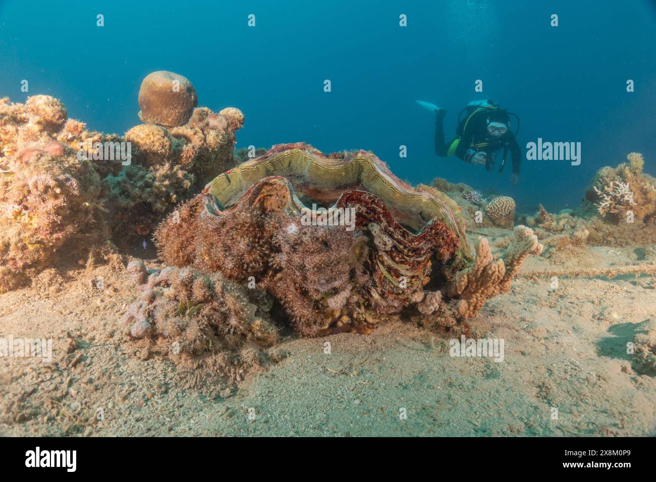 Giant Clam in the Red Sea Colorful and beautiful, Eilat Israel Stock ...
