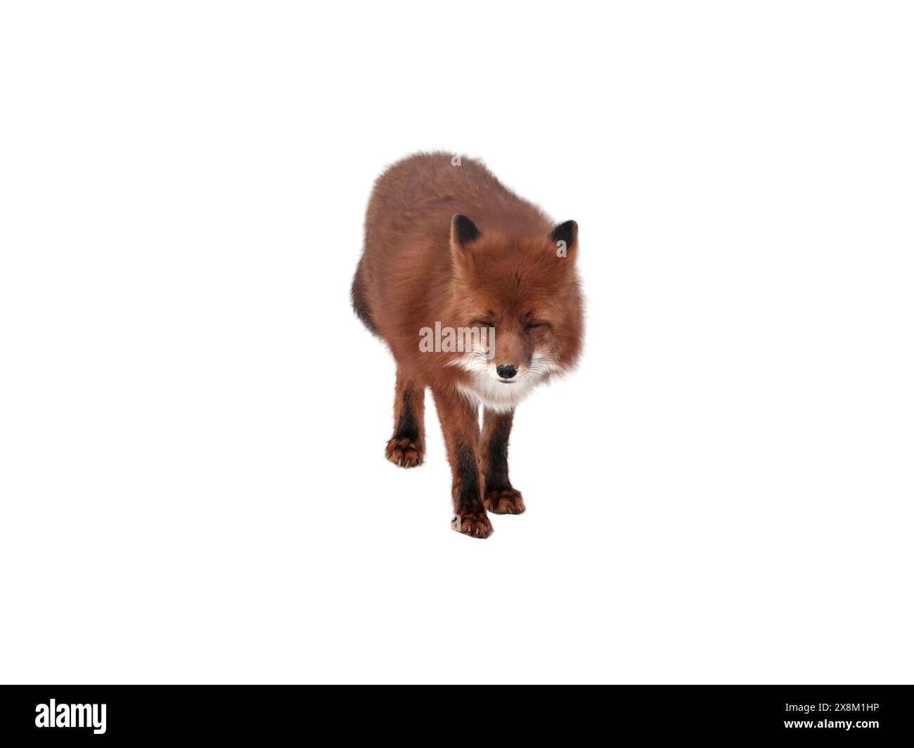 Red fox standing looking Cut Out Stock Images & Pictures - Alamy