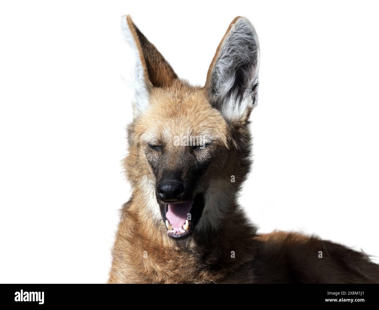 Black backed jackal isolated hi-res stock photography and images - Alamy