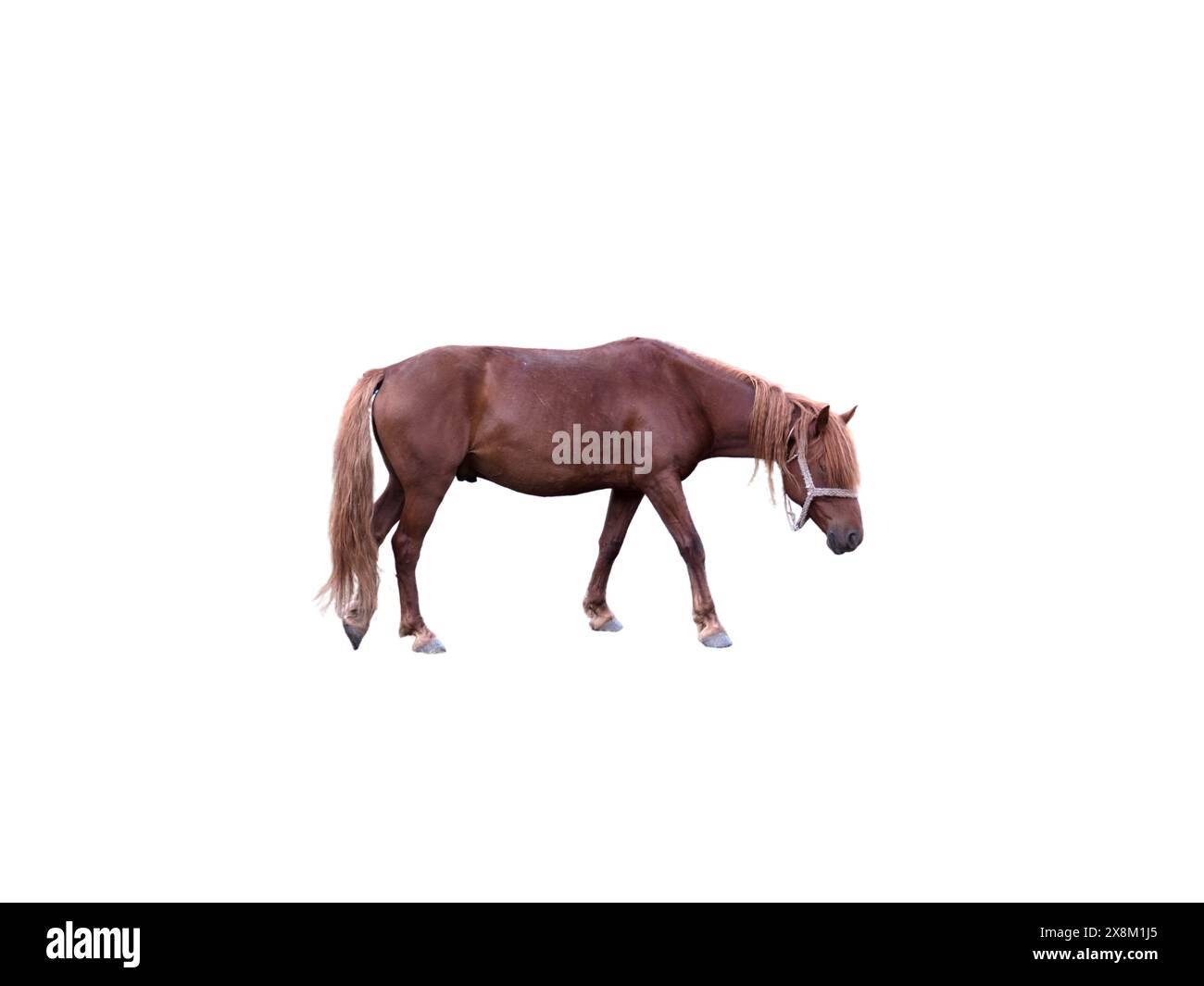 Red regular horse isolated on a white background Stock Photo - Alamy