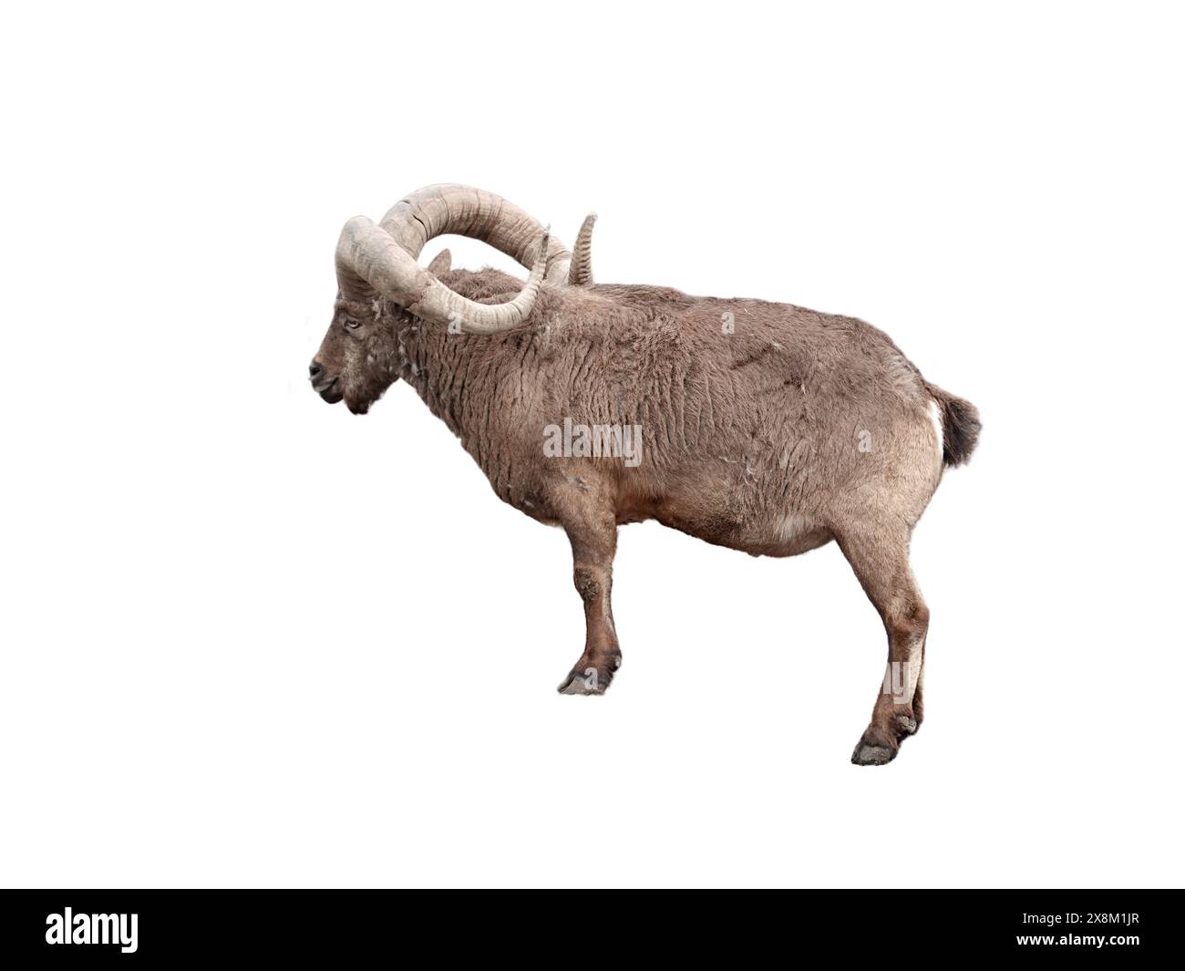 Young alpine ibex male on the top of the mountain isolated on white ...