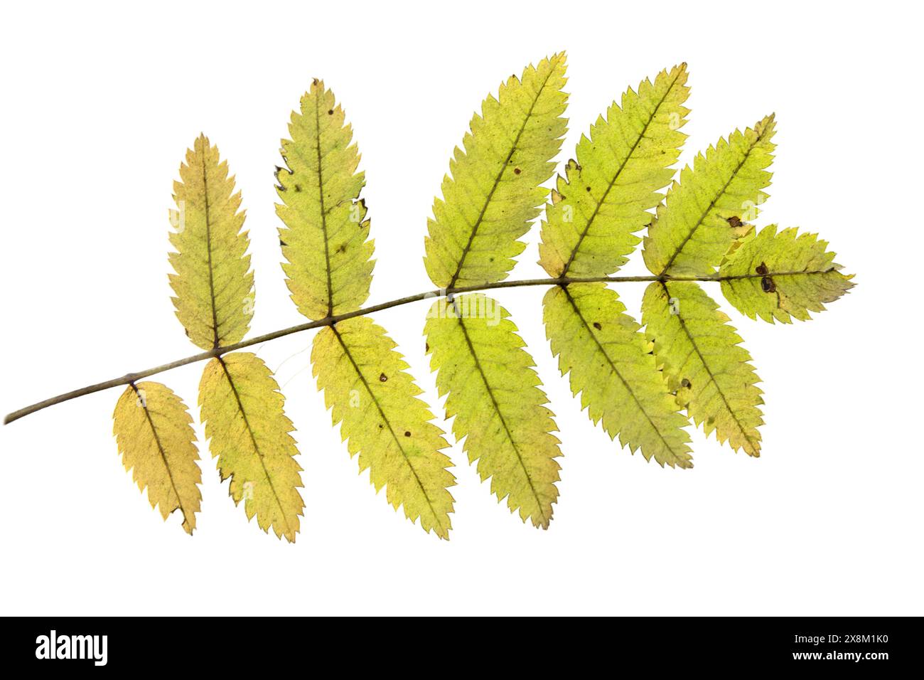 Rowan Sorbus aucuparia leaf isolated on white background Stock Photo ...