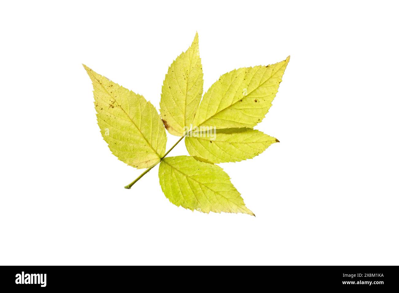 Rowan Sorbus aucuparia leaf isolated on white background Stock Photo ...