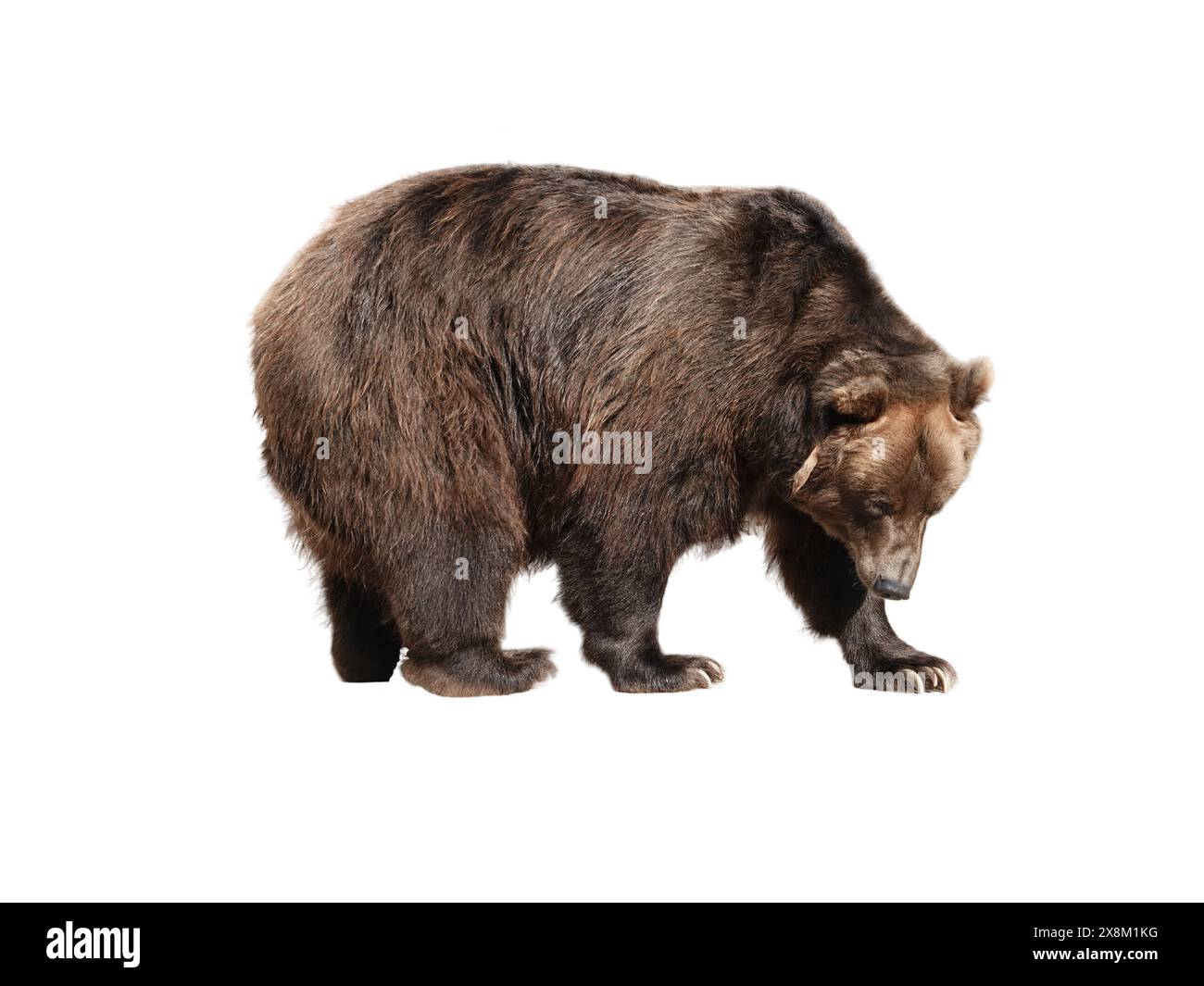 Big brown bear isolated on white background Stock Photo - Alamy