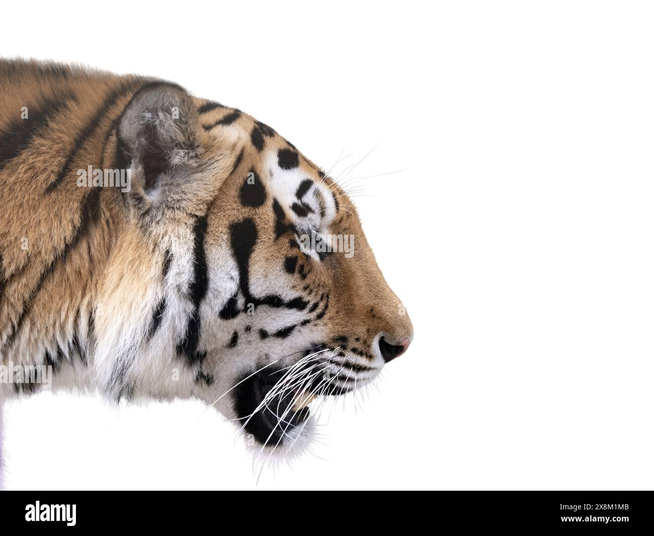 Staring Tigers head portrait close-up isolated on white Stock Photo - Alamy