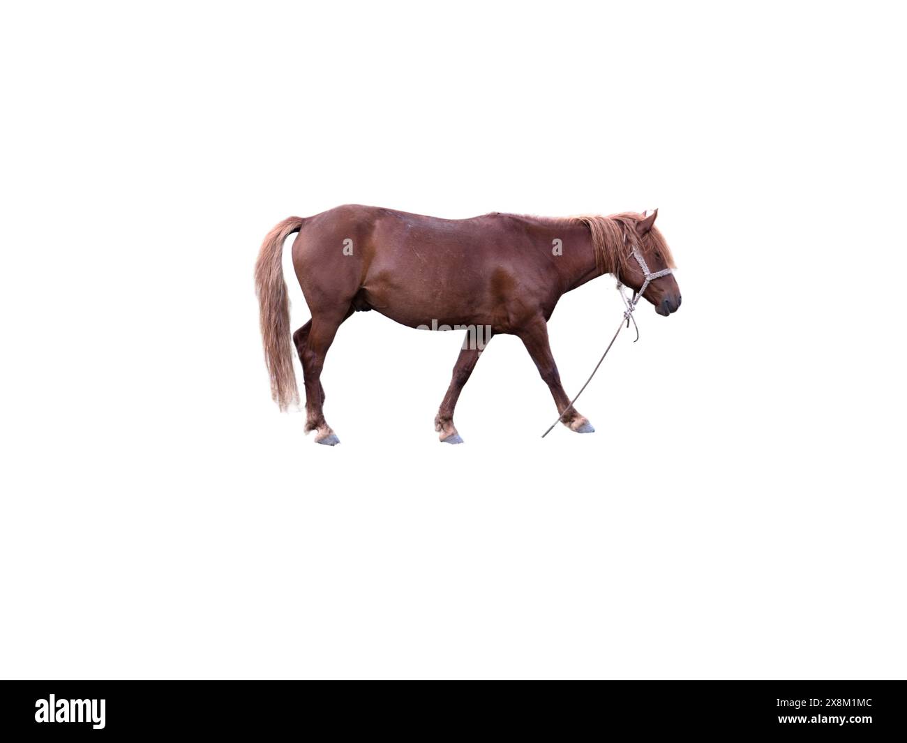 Red regular horse isolated on a white background Stock Photo - Alamy