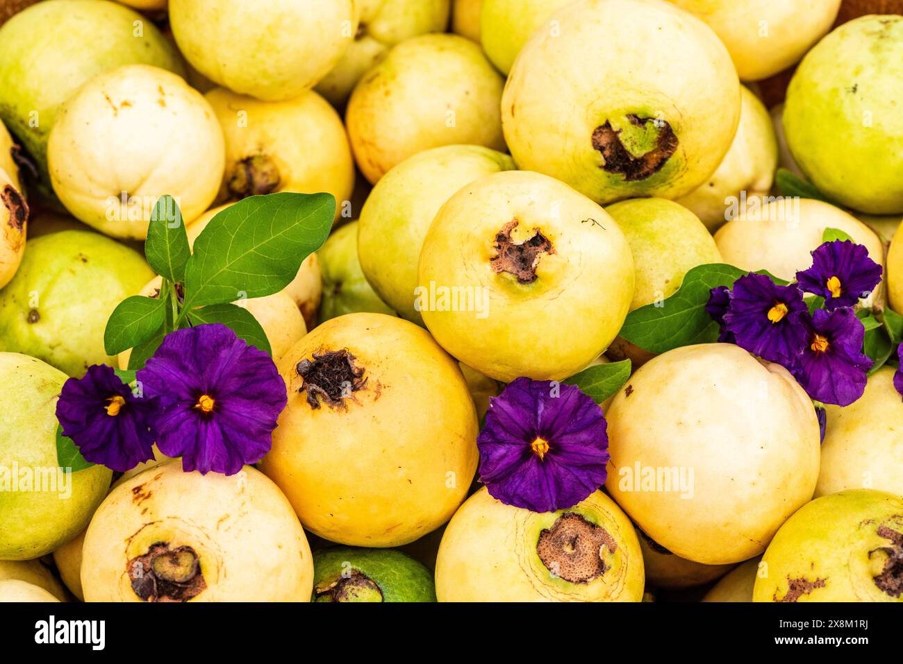 Violet blue flowers from the Blue Potato Bush plant provides a colorful ...