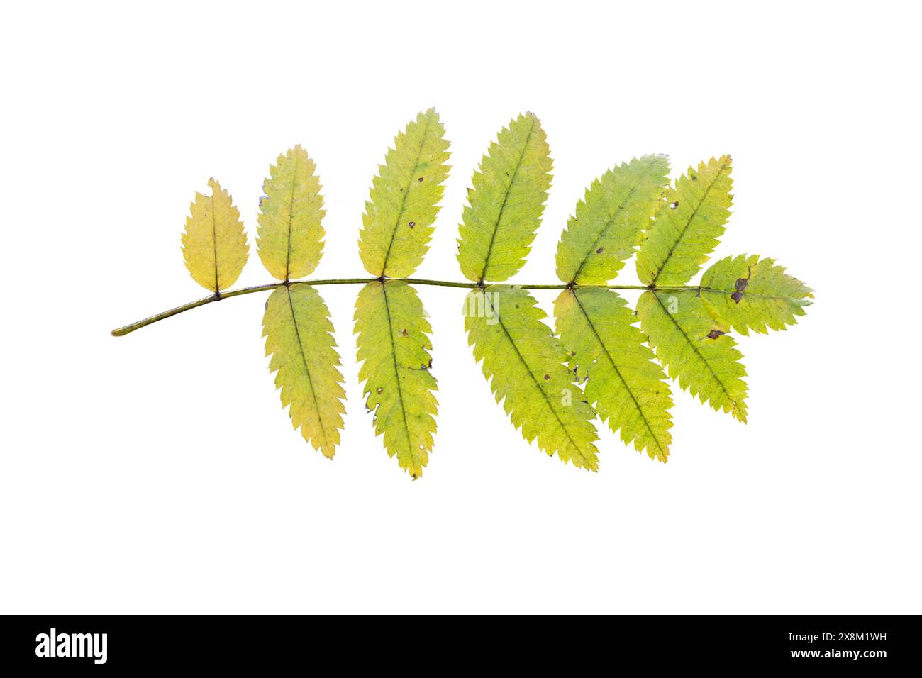 Rowan Sorbus aucuparia leaf isolated on white background Stock Photo ...