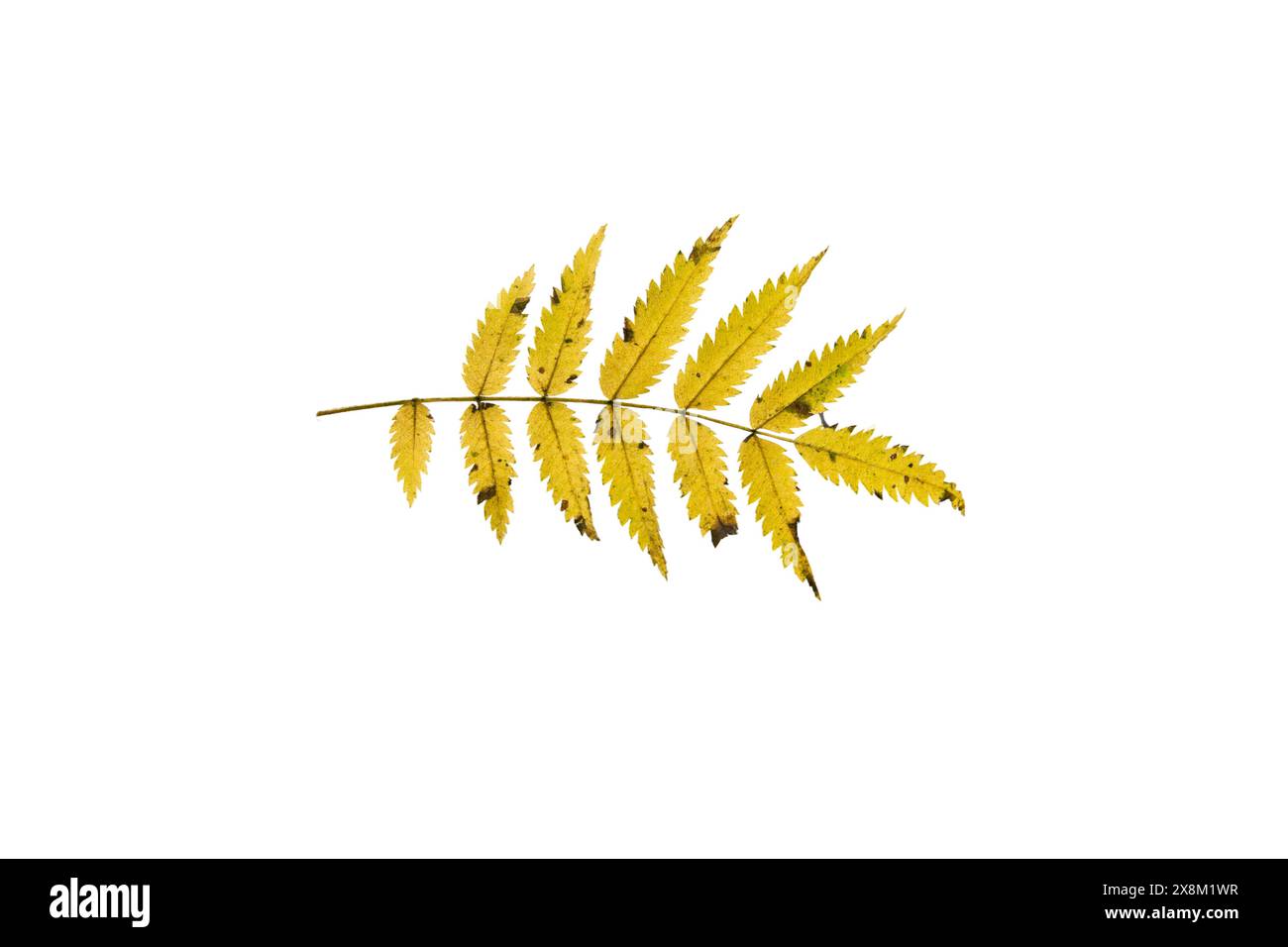 Rowan Sorbus aucuparia leaf isolated on white background Stock Photo ...