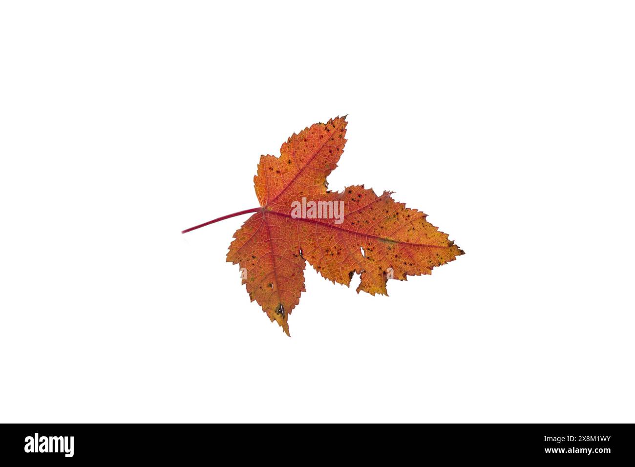Maple leaf as an autumn symbol on an isolated white background Stock ...