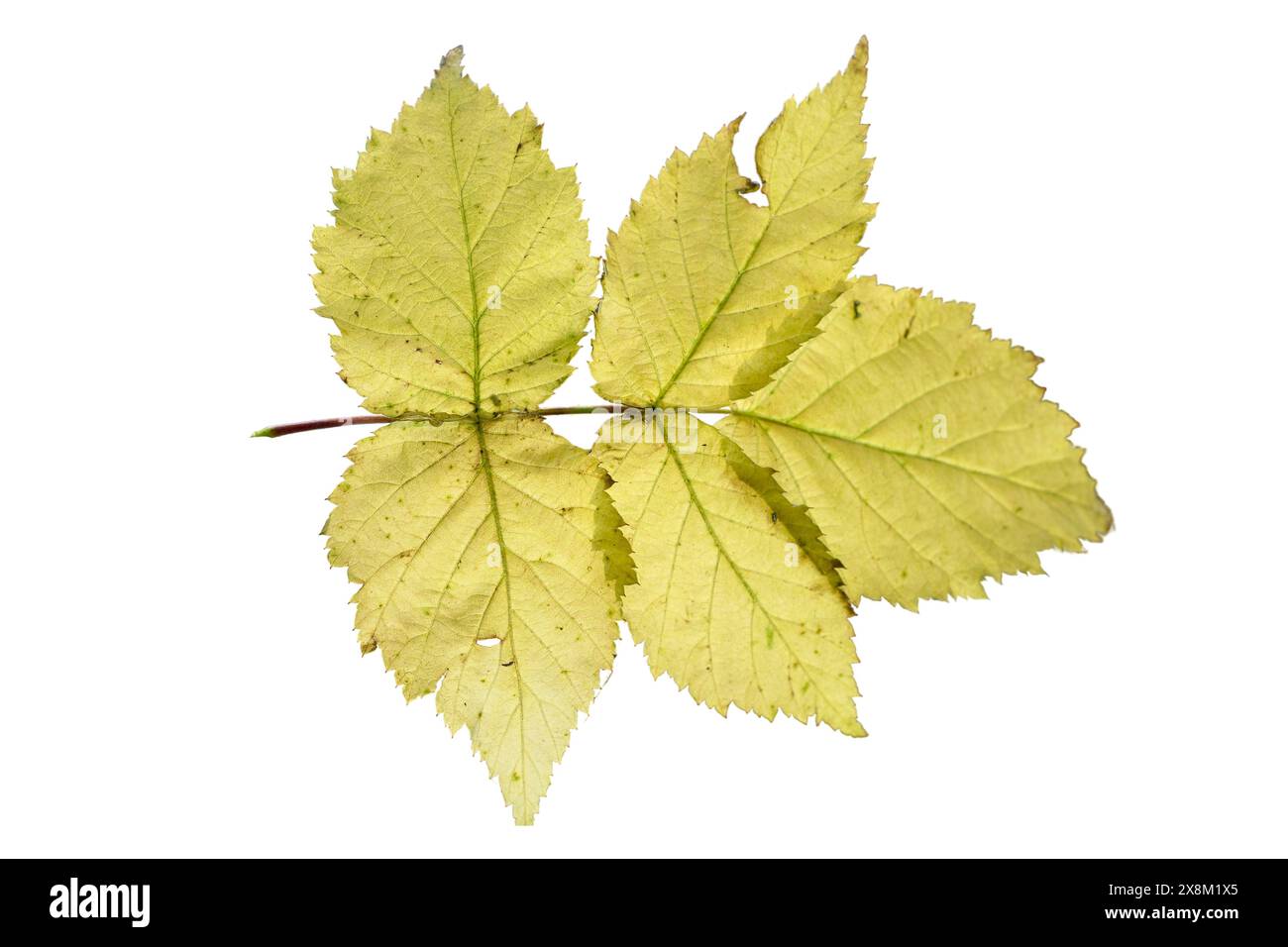 Rowan Sorbus aucuparia leaf isolated on white background Stock Photo ...