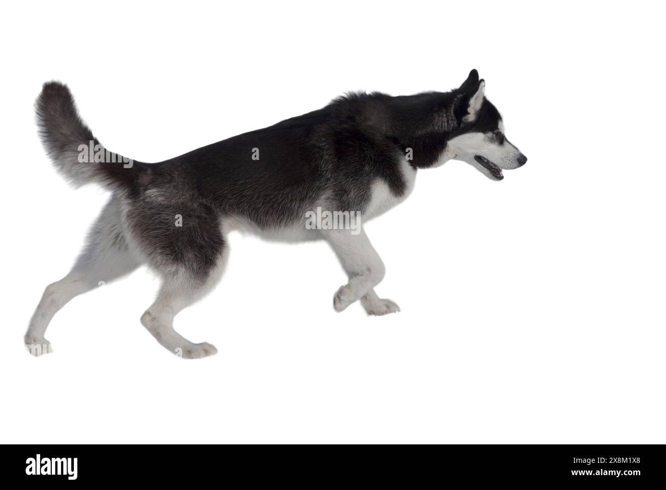 Siberian Husky in front isolated on a white background Stock Photo - Alamy