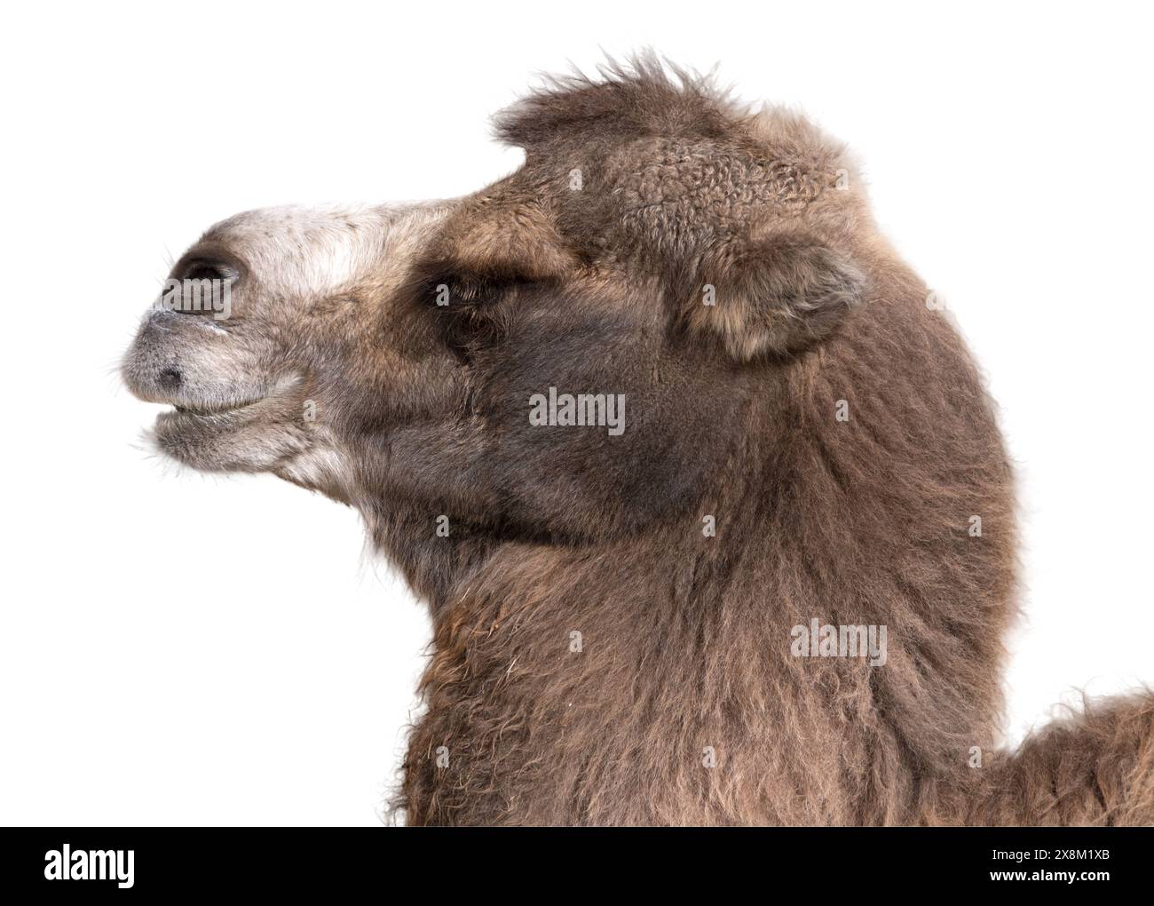 Camel head from the side isolated on a white background Stock Photo - Alamy